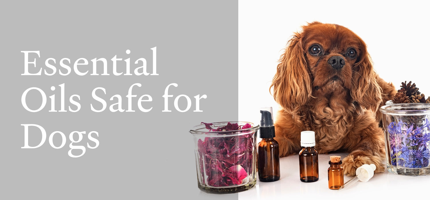 Which essential oils are safe for dogs store