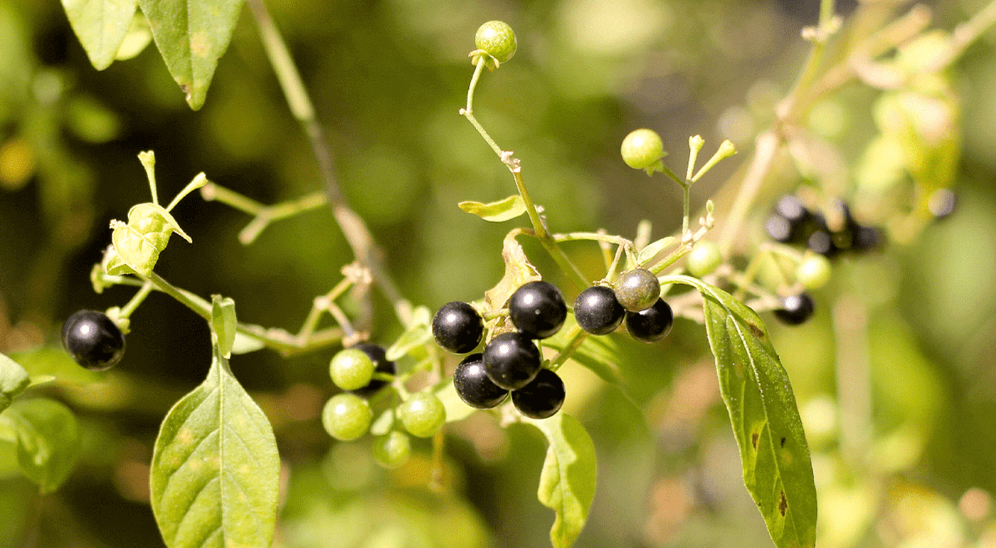 Sunset Diffuser Blend – Vitruvi US